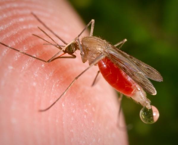 The parasite and its vectors | Scientists Against Malaria